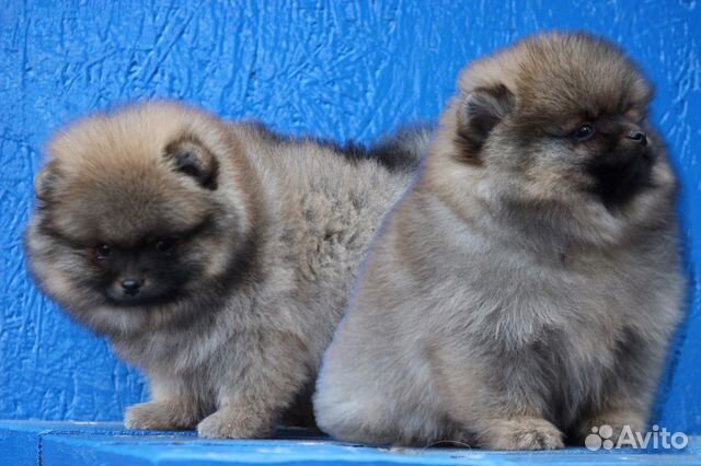 Шпиц кремсоболь