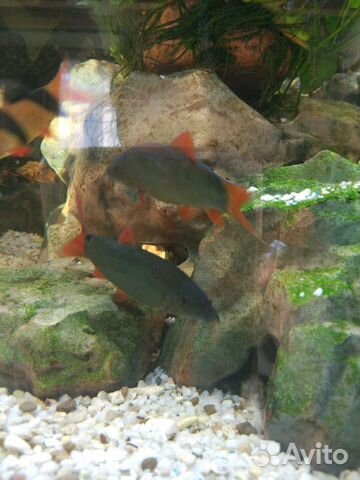 Боция модеста синяя