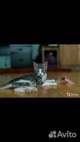 Только для вас ми-ми-мишная девочка Пушка