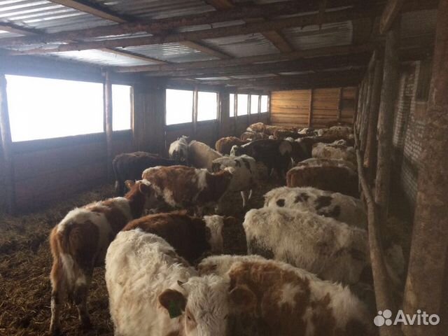 Бычки сименталы