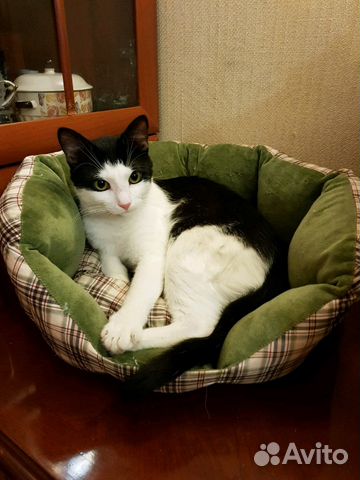 Котенок мальчик гипер ласковый 10мес