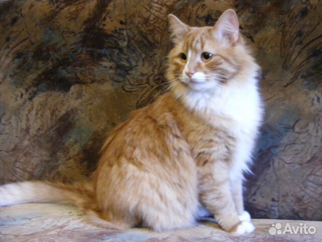 Рыжий, пушистый красавчик - котик Гоша