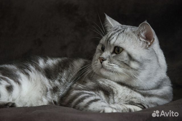 Котик на вязку. Британец
