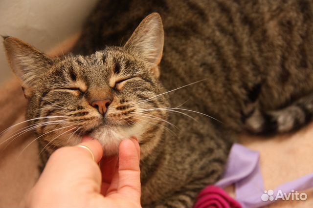 Идеальная подружка в добрые руки