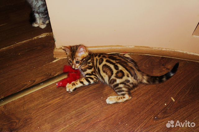 Мальчик бенгальчик