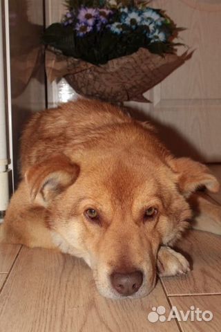 Ищет дом замечательный пес Мишка