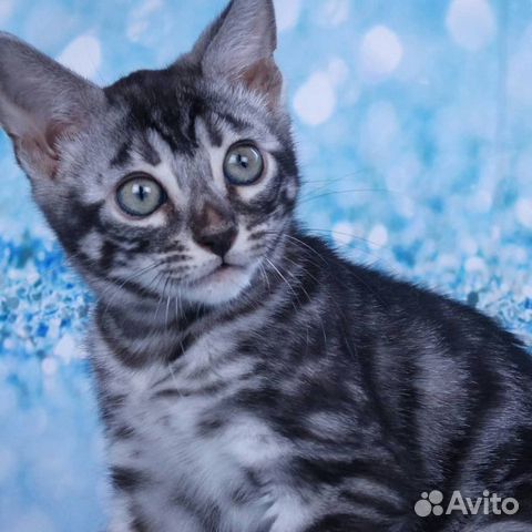 Бенгальские котенок угольное серебро