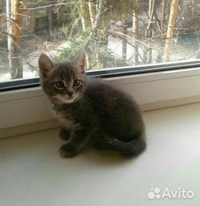 Плюшевые котята в заботливые руки