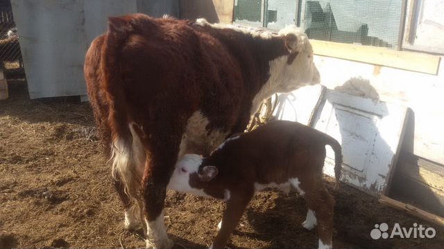 Корова герефорд стельная