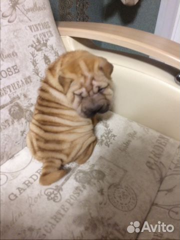 Брашевые малыши 1.5 мес