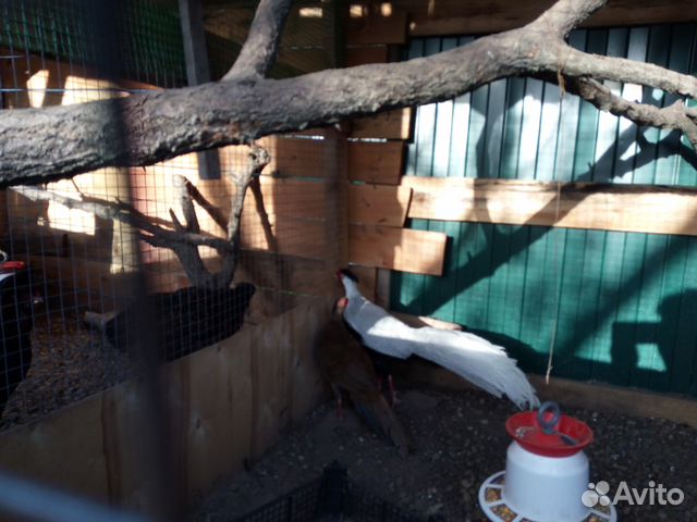 Фазаны серебро