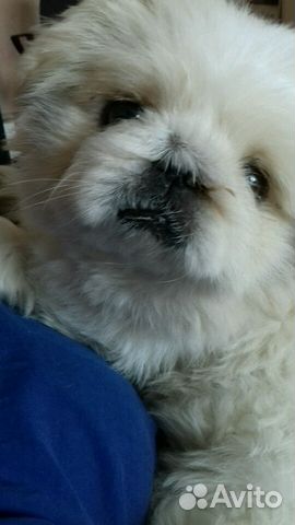 Пекинес вязка