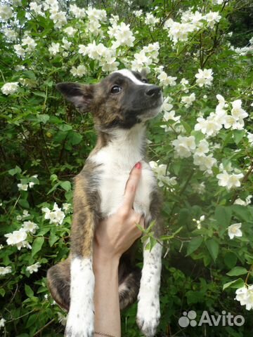 Щенок с эксклюзивным окрасом в добрые руки