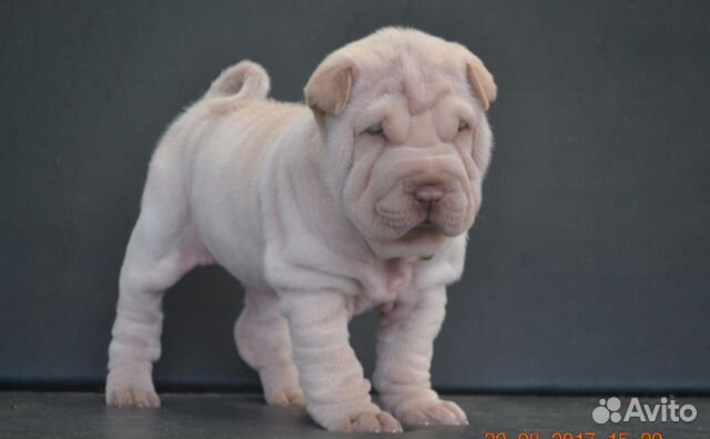 Щеночки шарпея для души