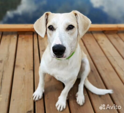 Собака Джейни в добрые руки, в дар (2 года)