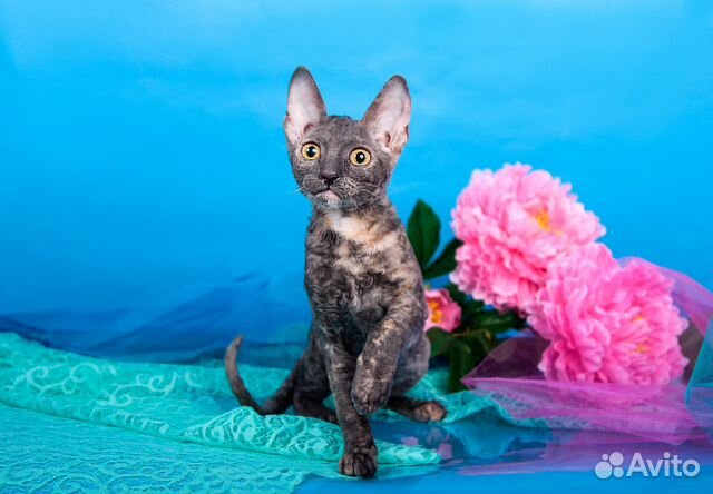 Продам кошечку Корниш-рекс