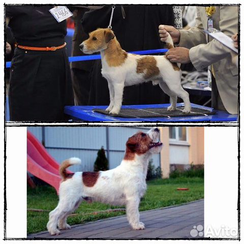 2 интерчемпиона для вязки