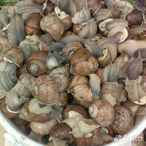 Виноградная улитка из Беларуси