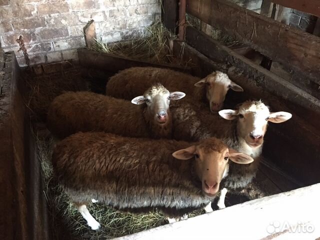 Продам овец