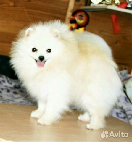 Девочка Мини