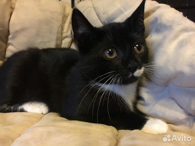 Замечательный котик в добрые руки