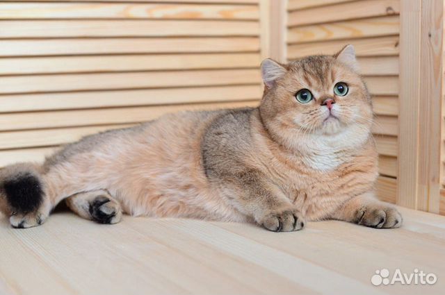 Брутальный Чемпион Вязка.Котята