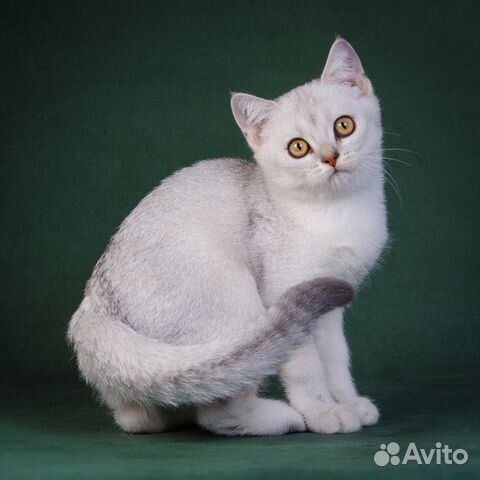 Серебро из Британии