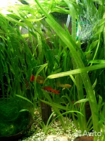 Растения для аквариума, улитки