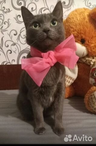 Клеопатра, Клео кошка