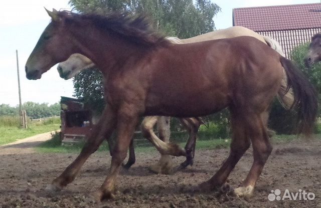 Тракененская полукровка 1 год