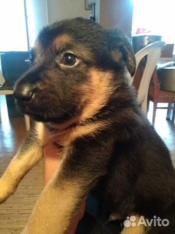 Отдам метиса стаффорширдского терьера