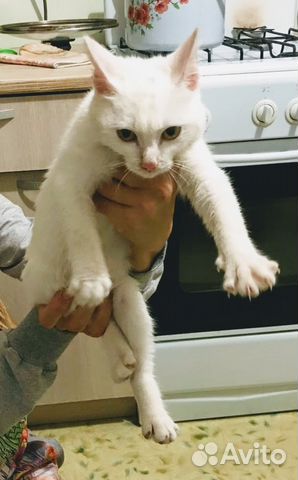 Абсолютно белый котёнок