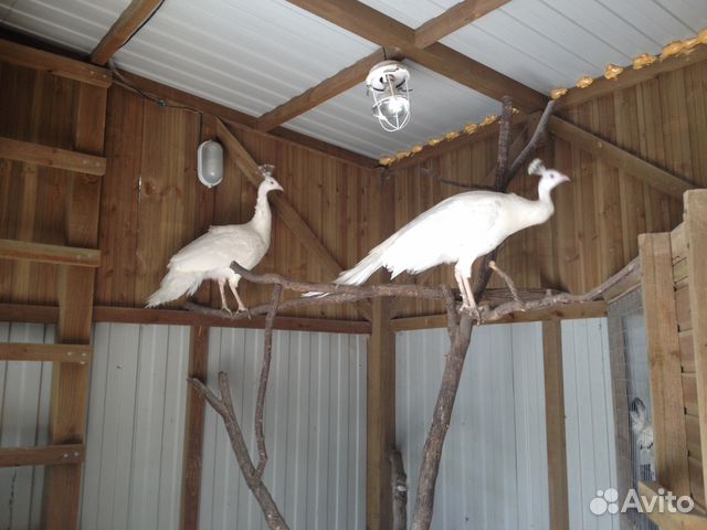 Крутые фазаны