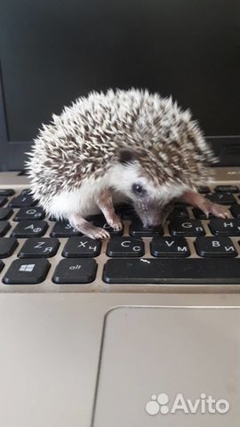 Карликовый африканский ежик