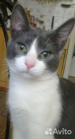 Котяка ищет дом