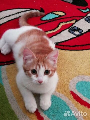 Спасите Кошечку, Маруся, 6 мес