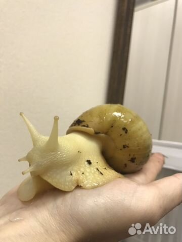 Улитки ахатины в добрые руки