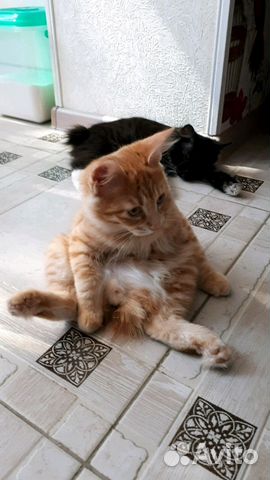 Породистые котята курильского бобтейла