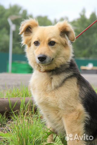 Ляля в добрые руки