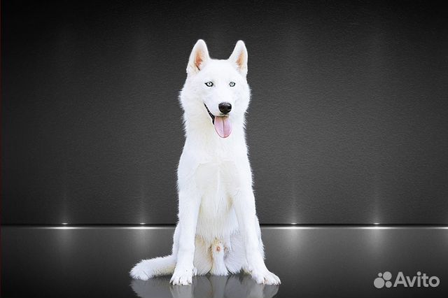 Кобель и сука юниоры от питомника РКФ