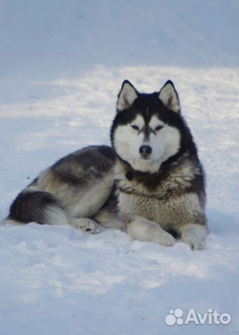 Потерялась хаски