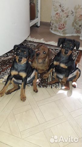 Щенки пинчера-мини доберман