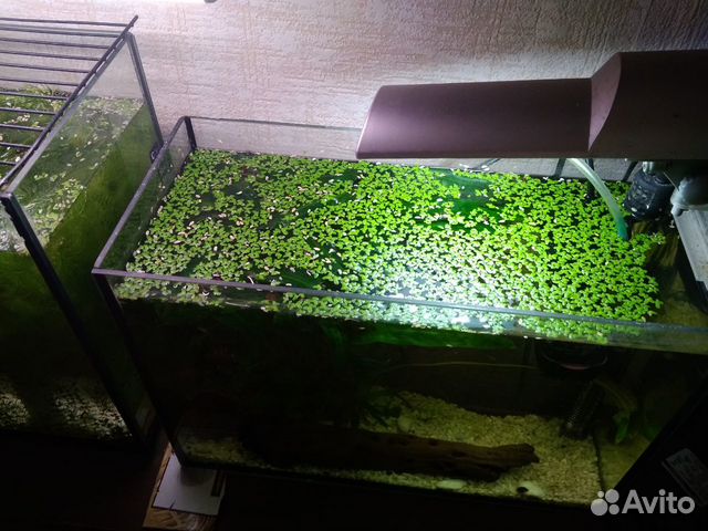 Роголистник и ряска