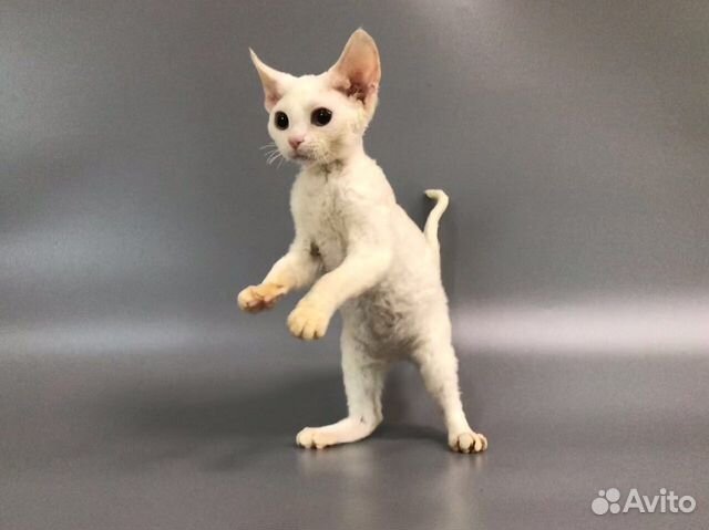 Девон рекс Белоснежный Барашек