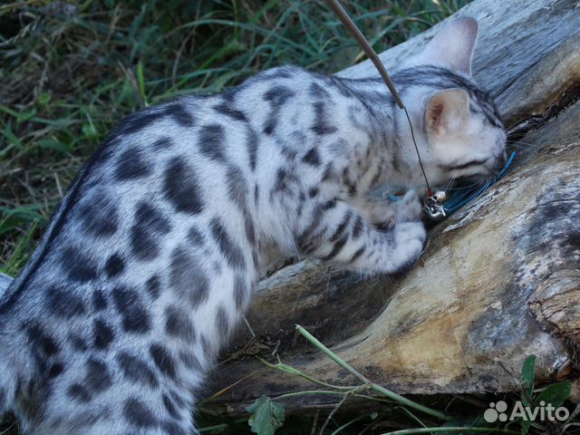 Бенгальские котята в Ваши семьи