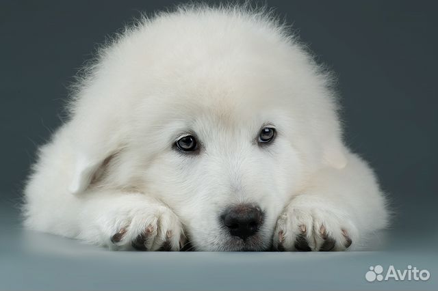 Мареммо-абруццкая овчарка щенки (Маремма)