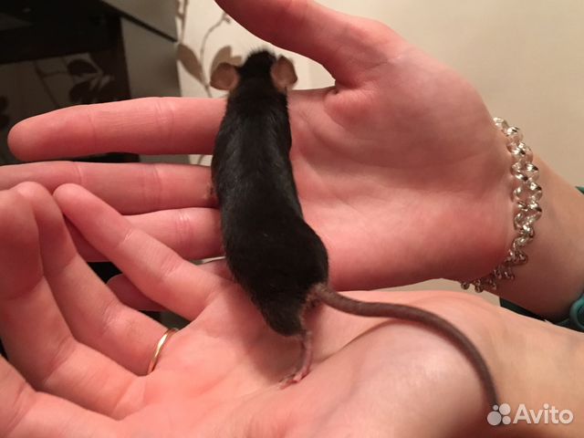 Отдам Бесплатно декоративную мышку