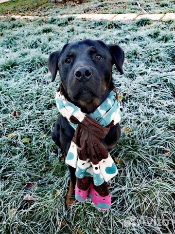 Ротвейлер Джонни ищет себе самых лучших хозяев