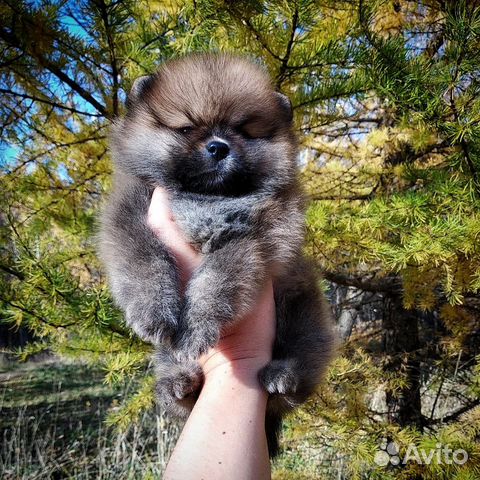Породные красивые щенки померанский шпиц