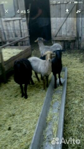 Овцы (молодые ярочки)